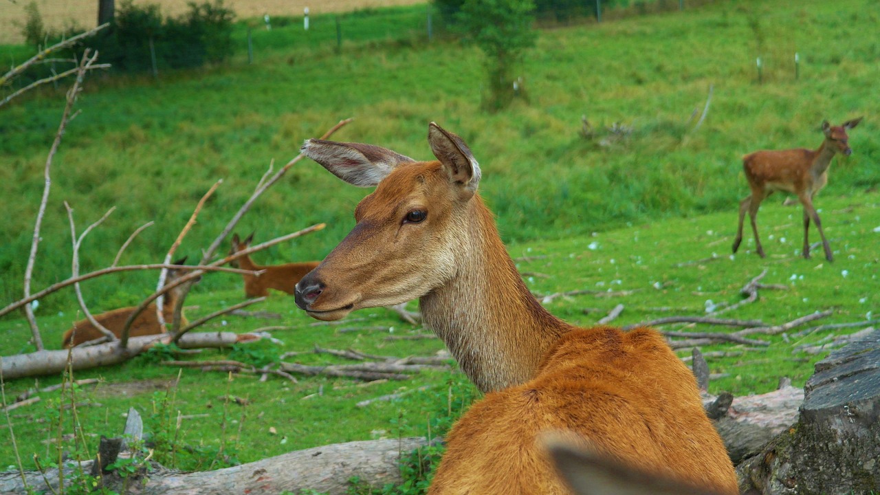Red Deer Herd - Free photo on Pixabay