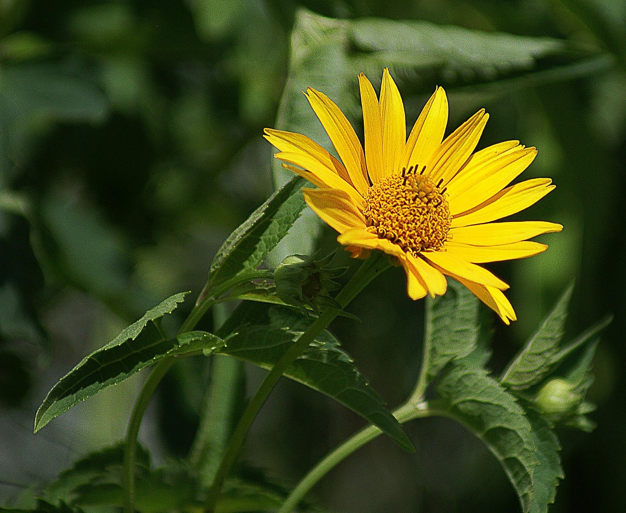 Rough Sunflower Seeds Flower - Free photo on Pixabay - Pixabay