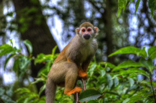 Macaco Animal Jardim - Foto gratuita no Pixabay - Pixabay