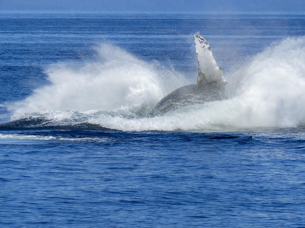 Humpback Whale Natural Spectacle - Free photo on Pixabay - Pixabay