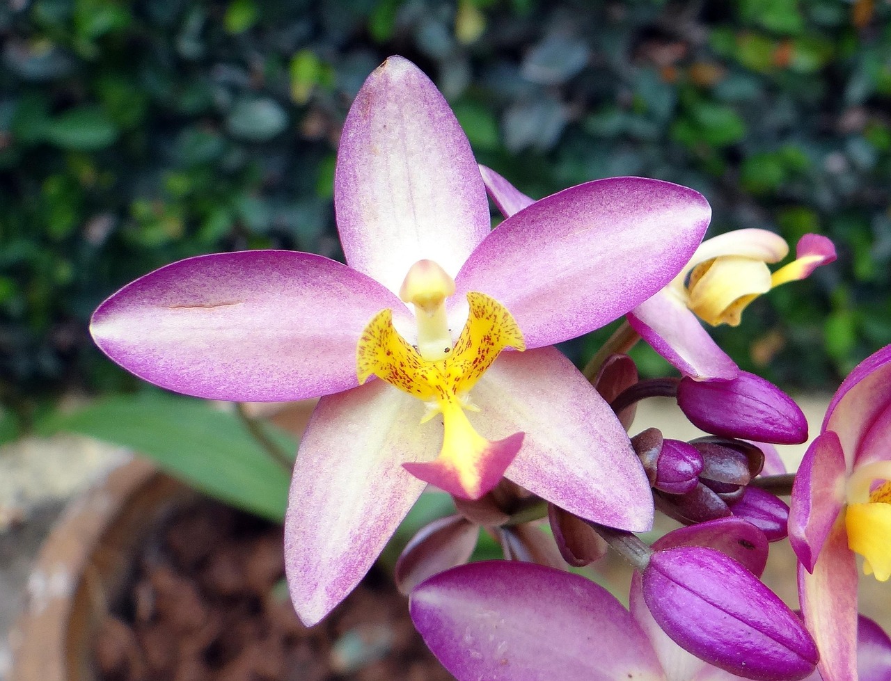 Orchidée Terrestre Fleur - Photo gratuite sur Pixabay - Pixabay