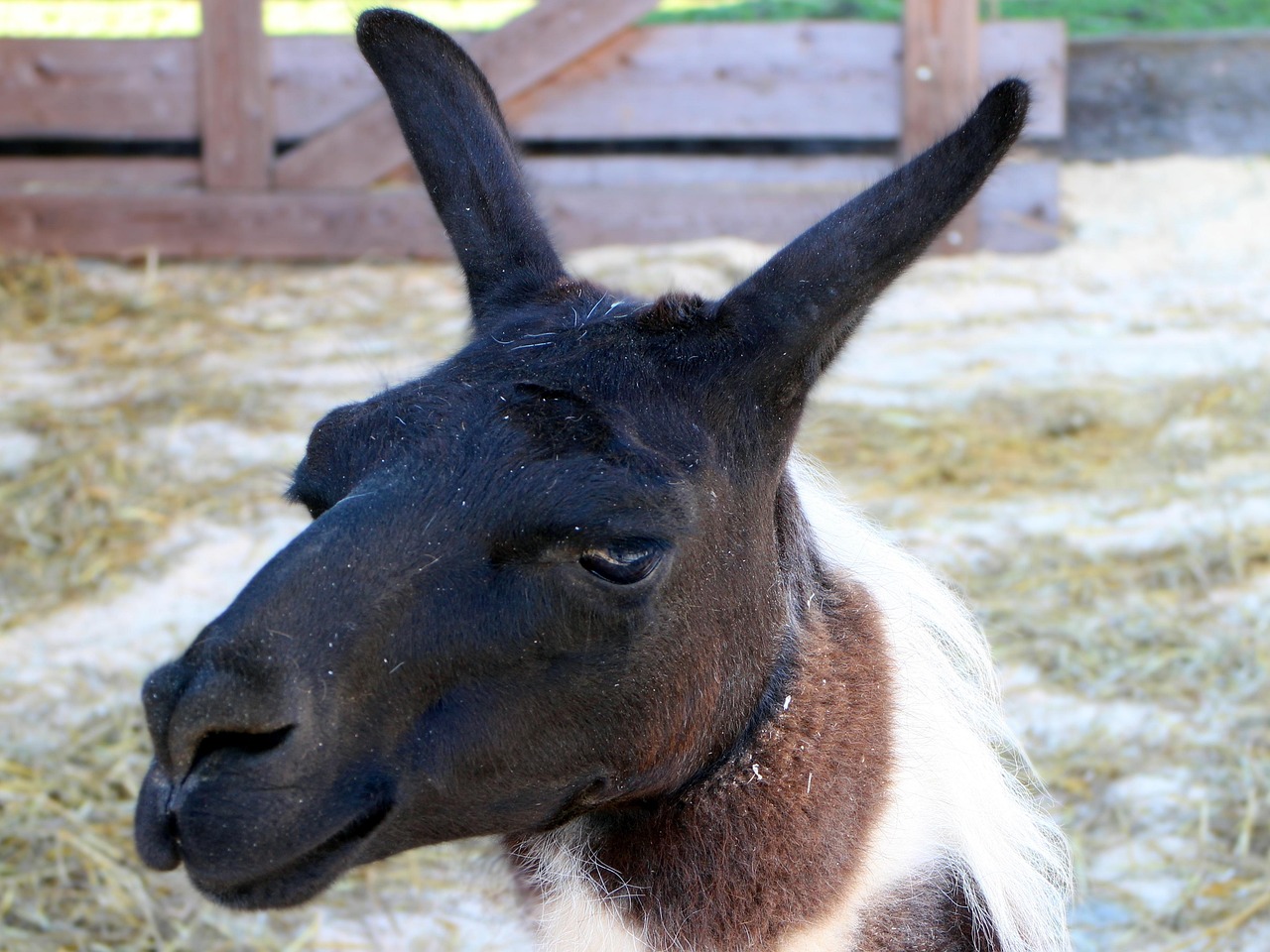 Lama Head - Free photo on Pixabay - Pixabay