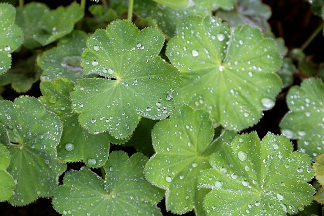 Daggkåpa Perenn - Gratis foto på Pixabay