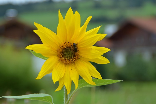 Bunga Matahari Lebah - Foto gratis di Pixabay - Pixabay