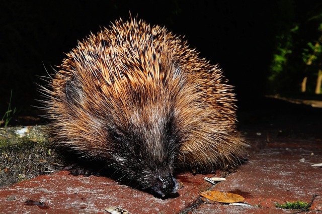 Hedgehog Cub Prickly - Free photo on Pixabay