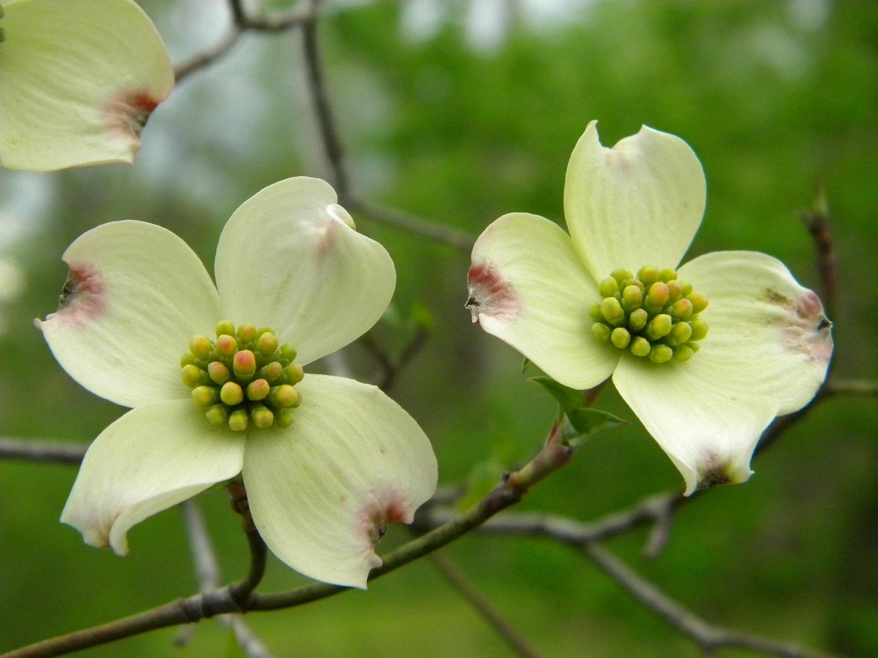 Dogwoods Trees Blooming - Free photo on Pixabay - Pixabay