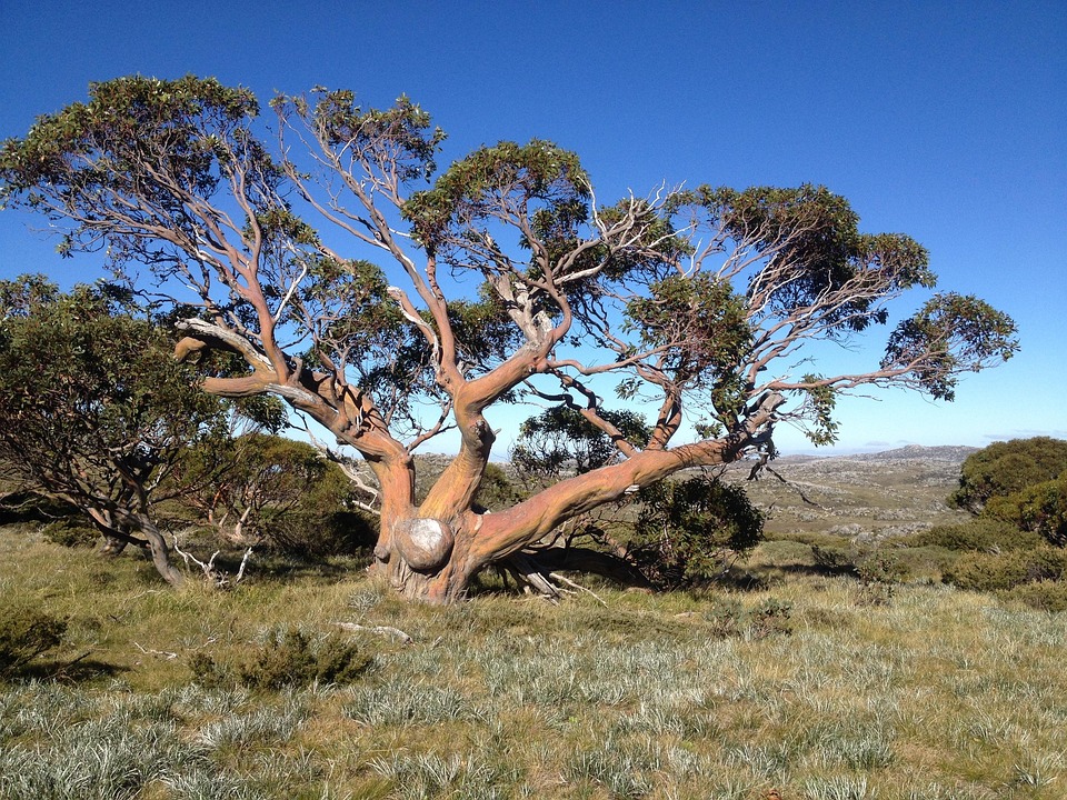 Árbol Naturaleza Paisaje - Foto gratis en Pixabay