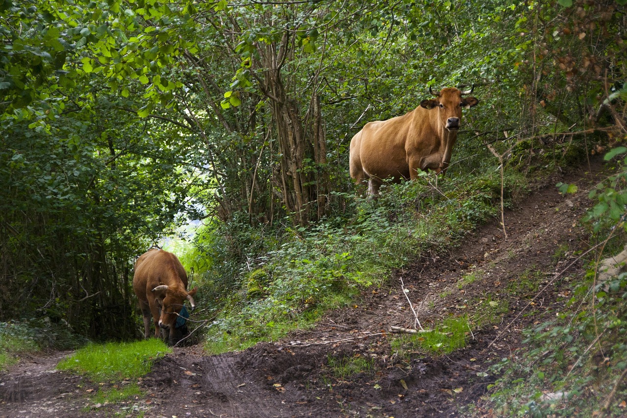 Animal Cow Forest - Free photo on Pixabay - Pixabay