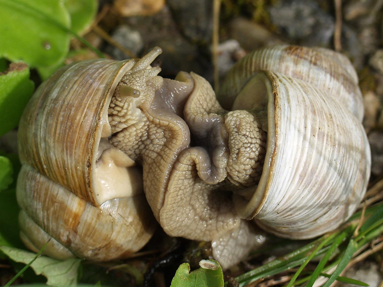 20+ Free Hermaphroditic & Hermaphrodite Images - Pixabay