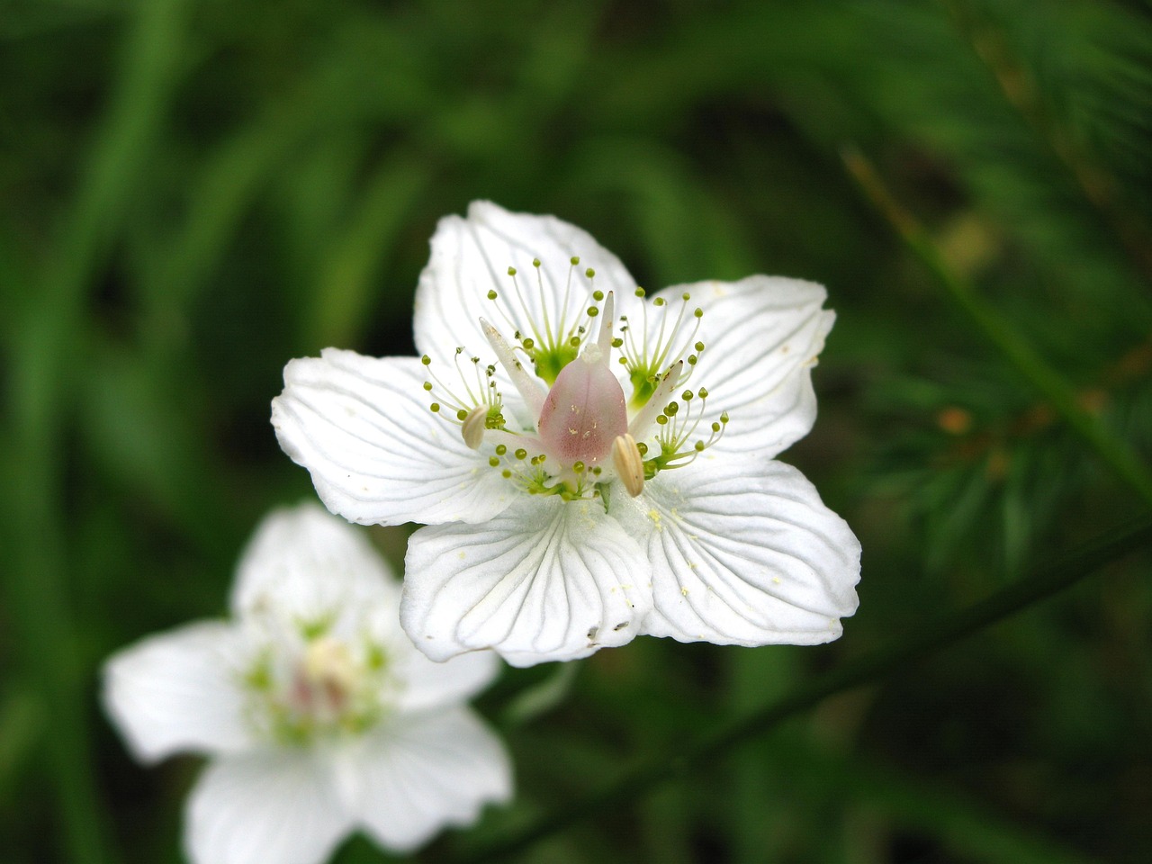 200+ Free スウェーデンの花 & Sweden Images - Pixabay