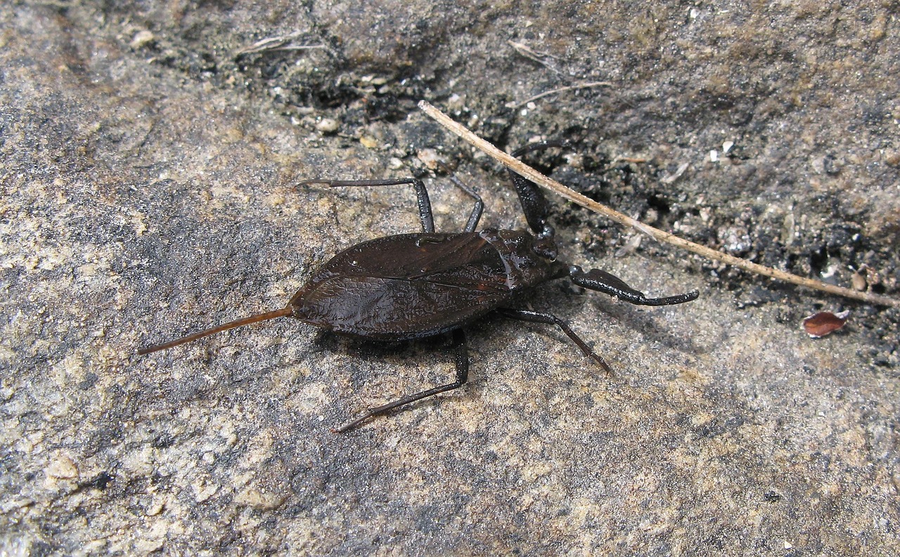 Water Scorpion Insect - Free photo on Pixabay