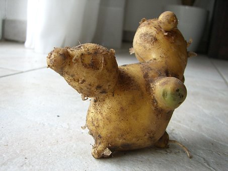 5+ Free Malformation & Two Heads Images - Pixabay