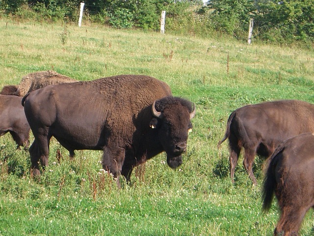 Bison Troupeau Du Boeuf - Photo gratuite sur Pixabay - Pixabay