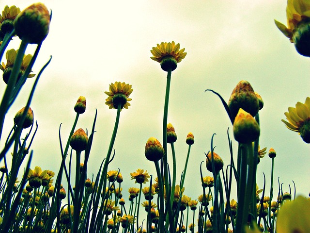 Bunga Paper Daisy Bunga-Bunga - Foto gratis di Pixabay - Pixabay