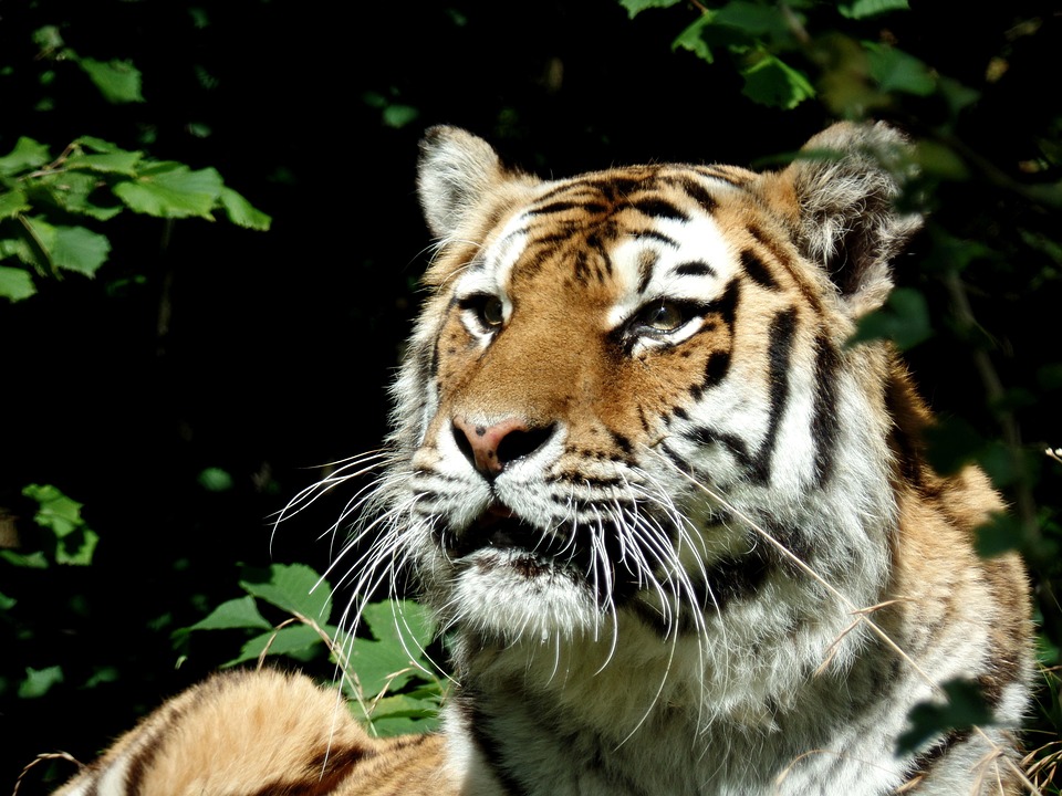 Tiger Big Cat Predator - Free photo on Pixabay - Pixabay