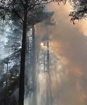 Bosque Quemado Imágenes - Descarga imágenes gratis - Pixabay