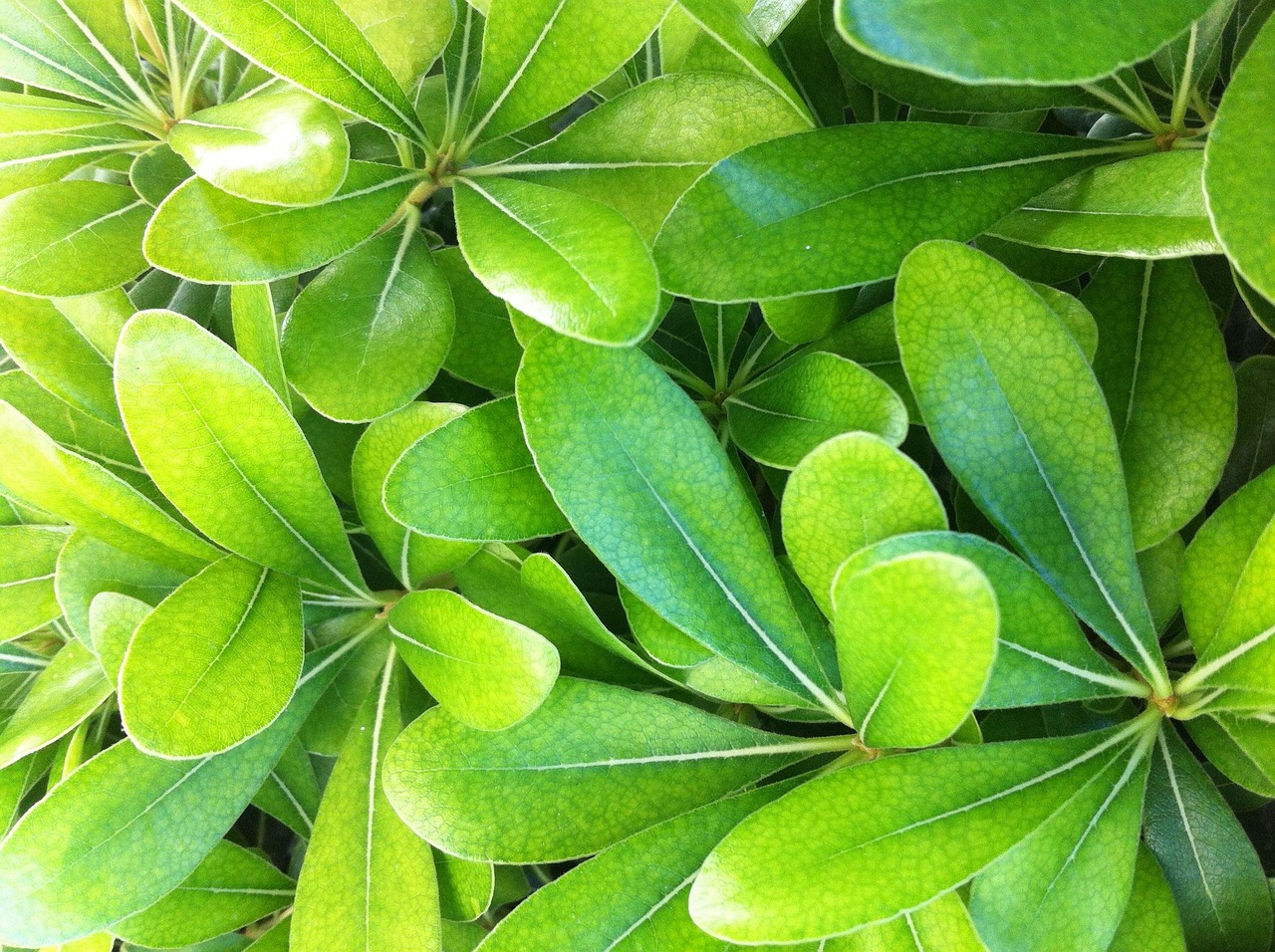 Naturaleza Verde La - Foto gratis en Pixabay - Pixabay