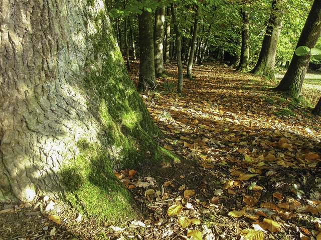 Folhas Floresta Árvore - Foto gratuita no Pixabay - Pixabay
