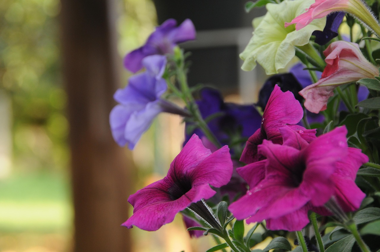 Fleurs Colorées Jardin Délicatesse - Photo gratuite sur Pixabay - Pixabay