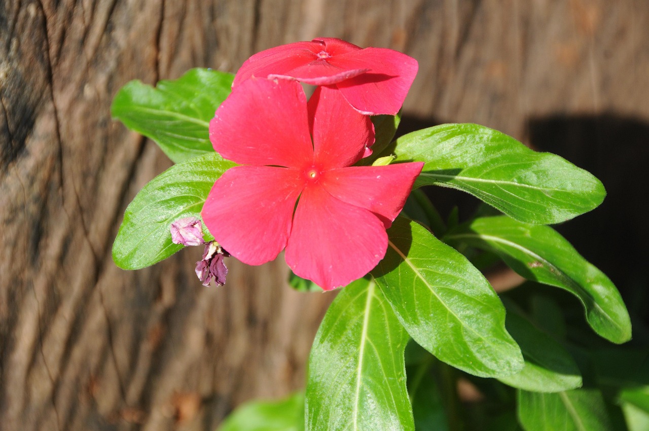 Fleur Des Champs Rouge - Photo gratuite sur Pixabay - Pixabay