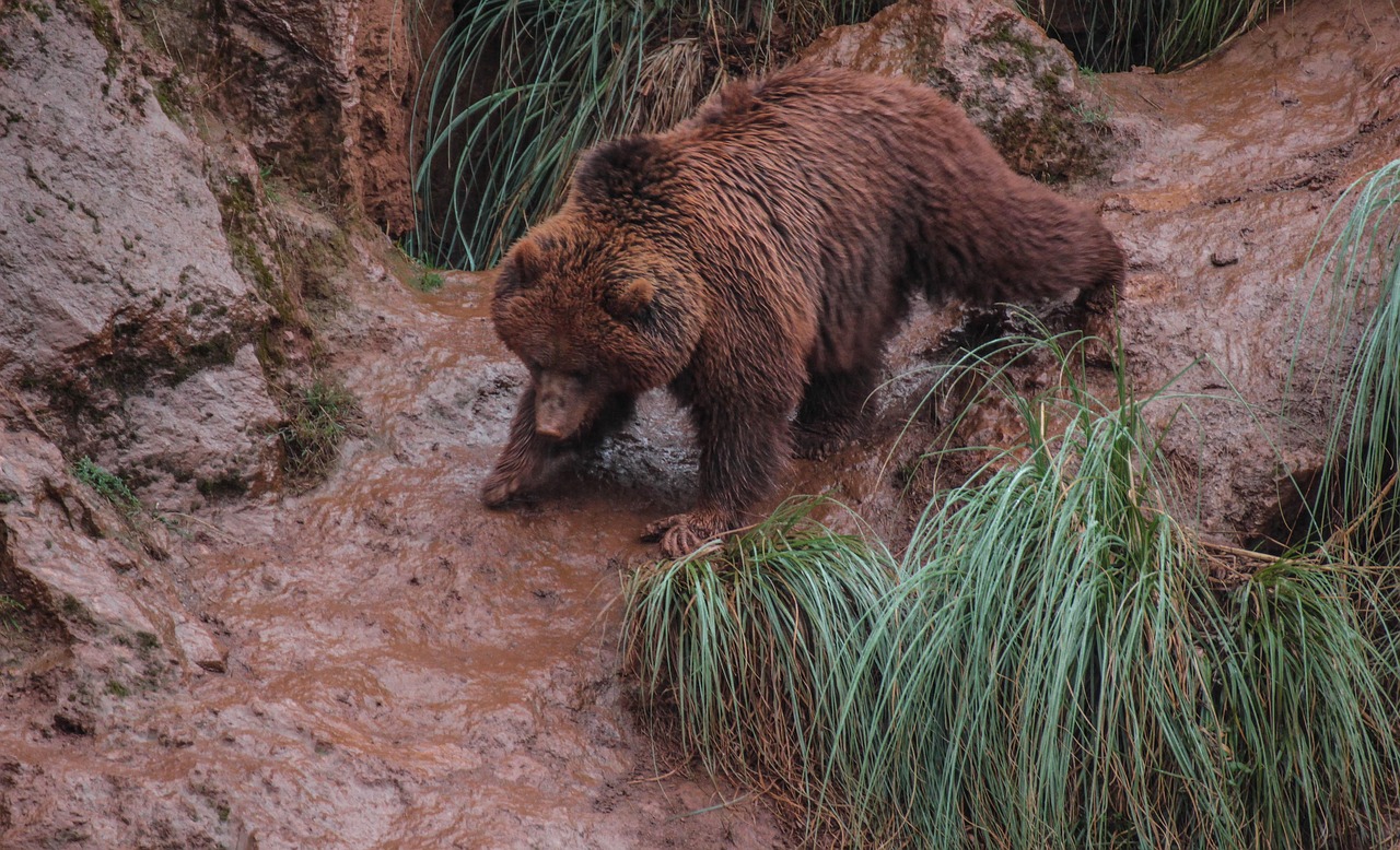Bären Schlamm Fauna - Kostenloses Foto auf Pixabay - Pixabay