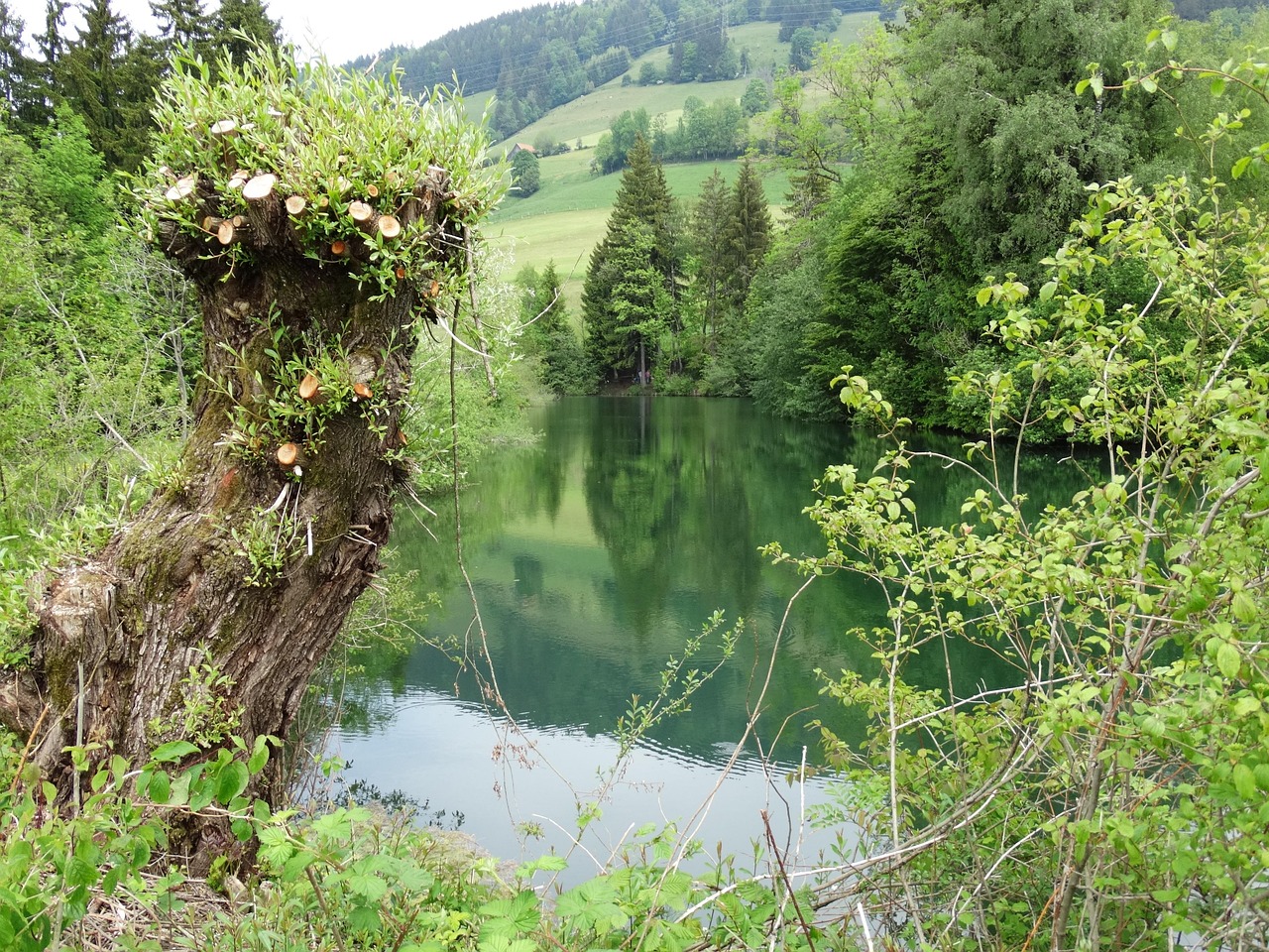 Étang Eaux La Nature - Photo gratuite sur Pixabay - Pixabay