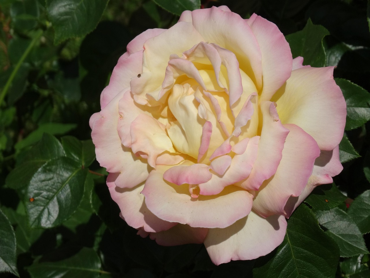 Des Roses Blanche Fleur De - Photo gratuite sur Pixabay - Pixabay