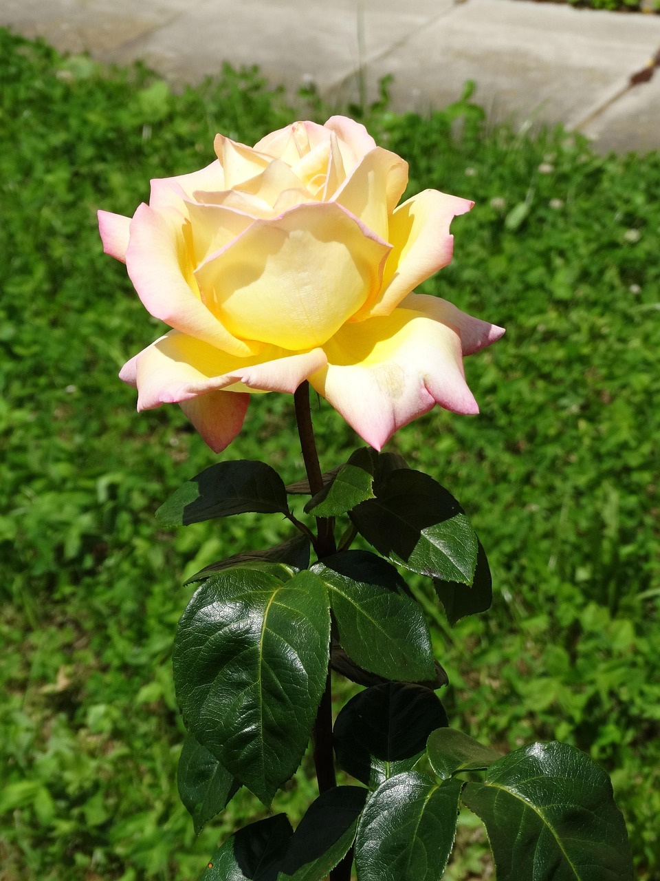 Trandafiri Alb Floare De - Fotografie gratuită pe Pixabay - Pixabay