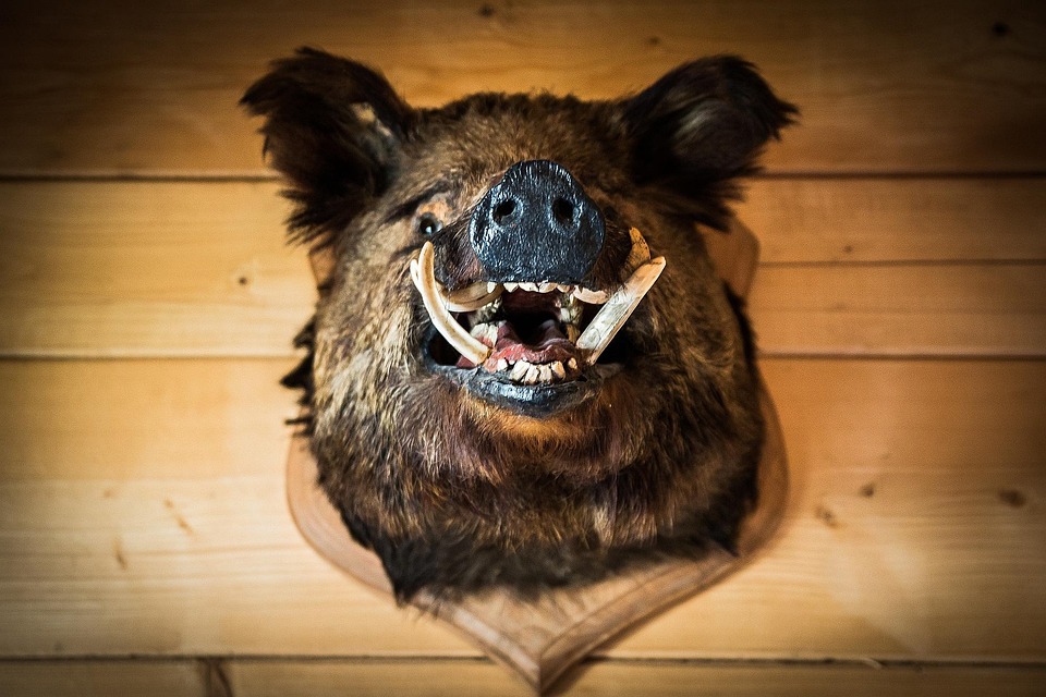Boar Head Trophy - Free photo on Pixabay