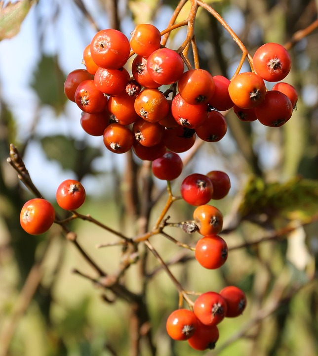 Oxel Beeren - Kostenloses Foto auf Pixabay - Pixabay