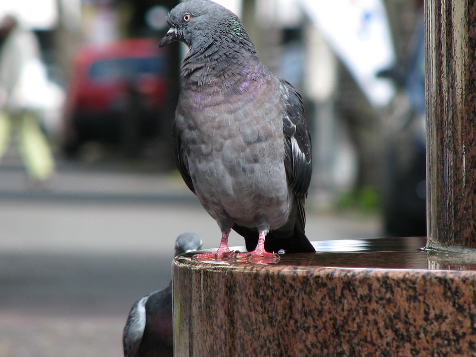 Taube Vogel Tierwelt - Kostenloses Foto auf Pixabay
