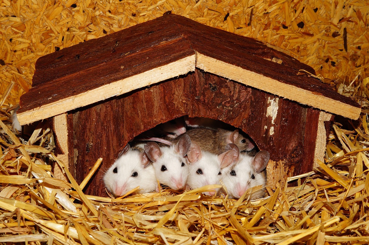 Many Teat Mice Cottage Together - Free photo on Pixabay - Pixabay