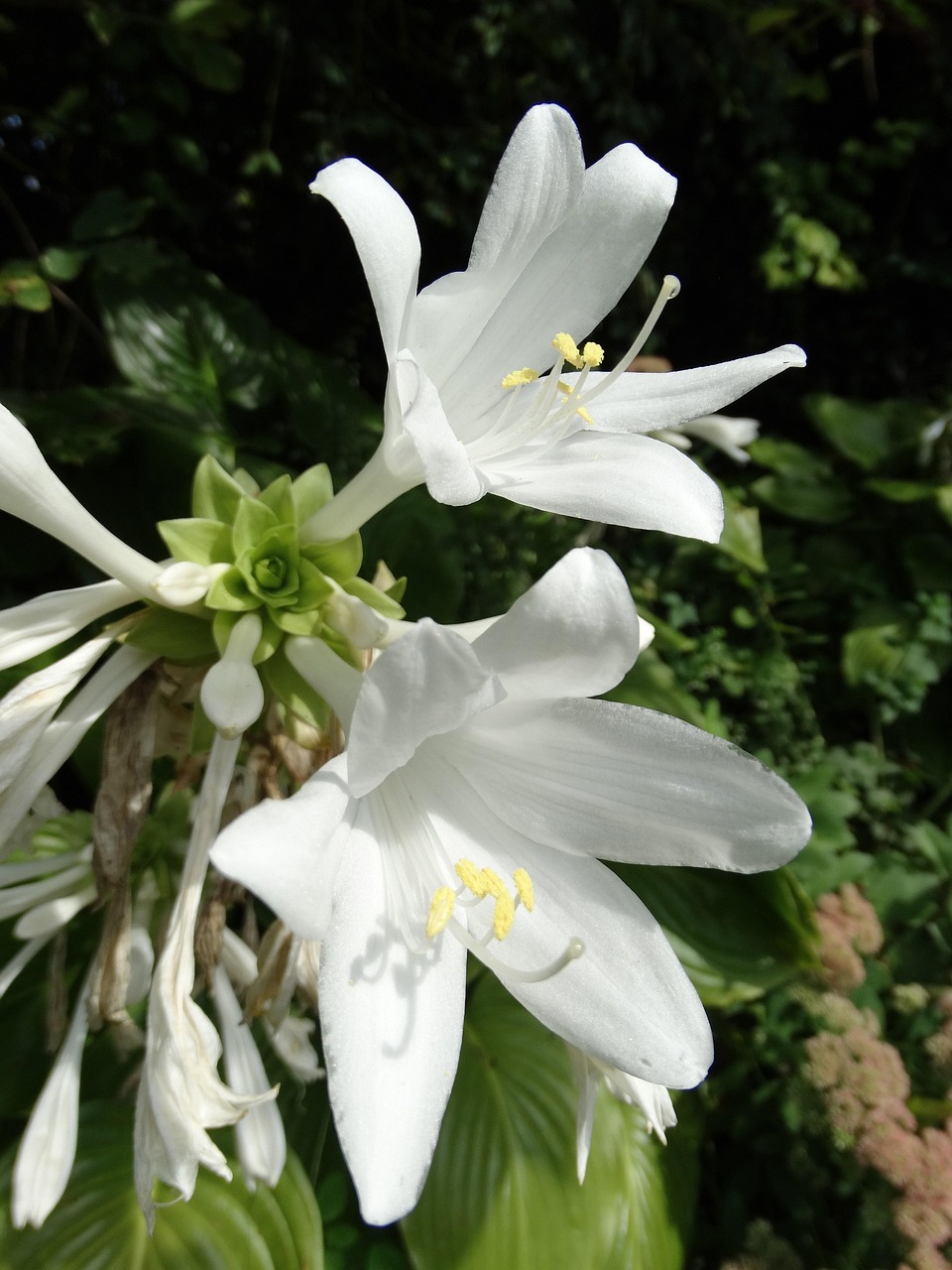 Fleur Blanche La Nature - Photo gratuite sur Pixabay - Pixabay