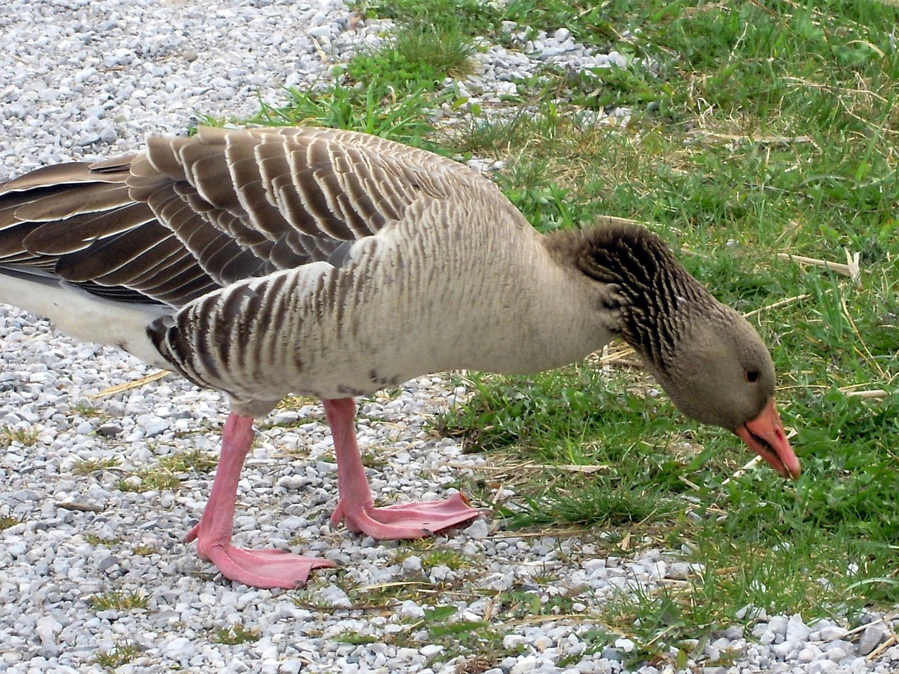 Greylag Goose Grass Wolf Down - Free photo on Pixabay - Pixabay