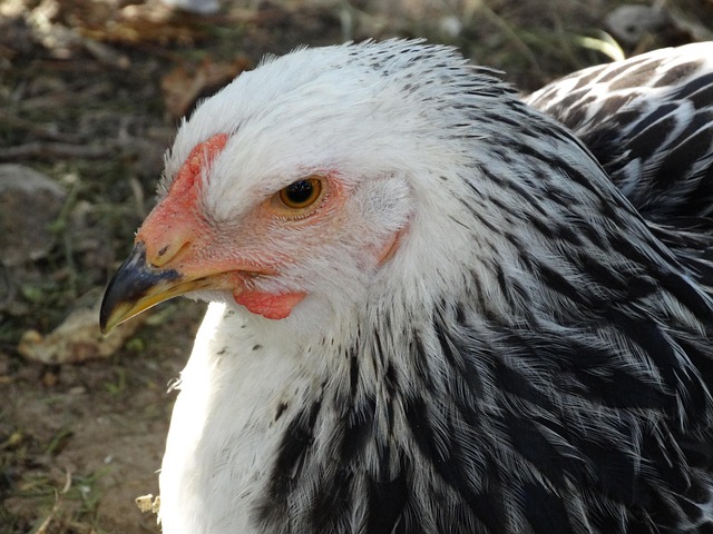 Pollo Cabeza Naturaleza Aves De - Foto gratis en Pixabay - Pixabay