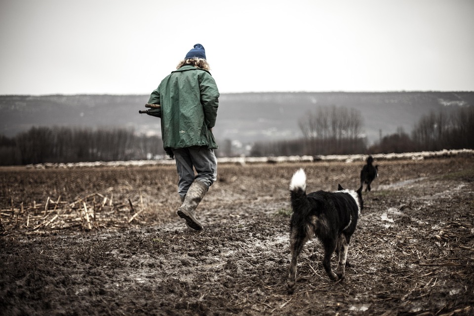 Berger Solitaire Chien Sur Le · Photo gratuite sur Pixabay