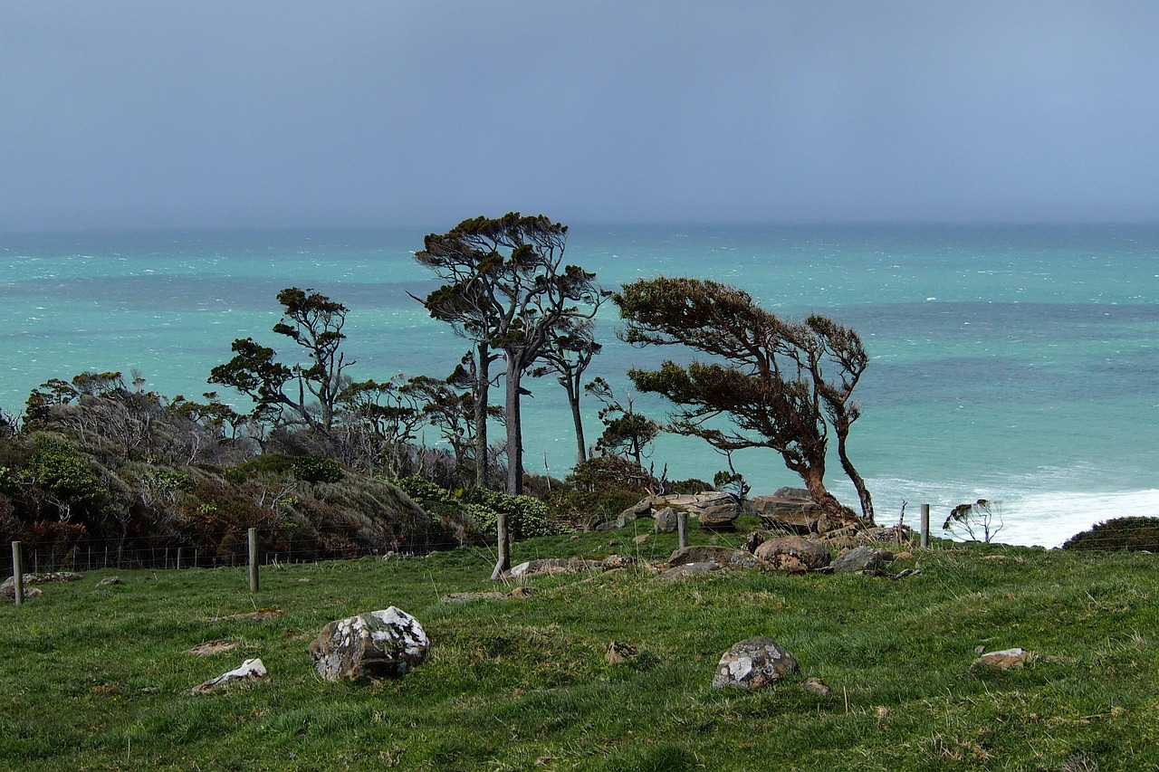 New Zealand Trees Wind - Free photo on Pixabay
