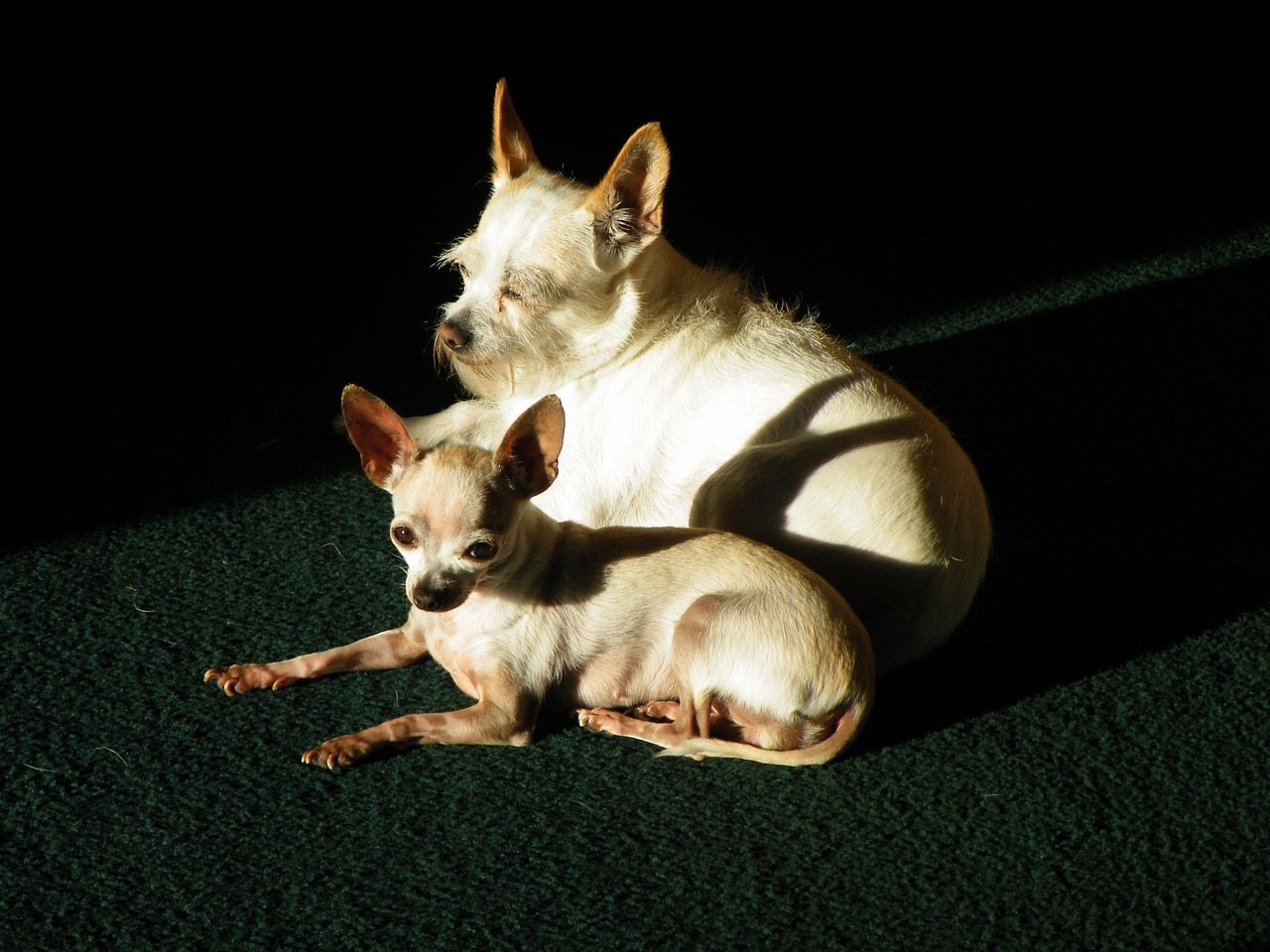 Köpekler Evcil Hayvanlar Beyaz - Pixabay'de ücretsiz fotoğraf - Pixabay