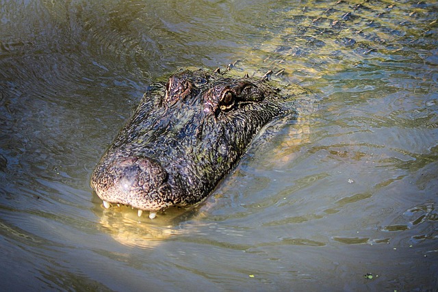 Crocodile vs Alligator - Which is Bigger? Who Wins a Fight? - ChirpyPages.com
