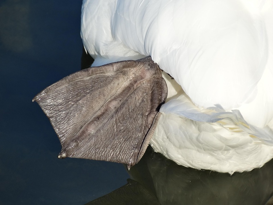 Paseo Del Cisne Webs - Foto gratis en Pixabay