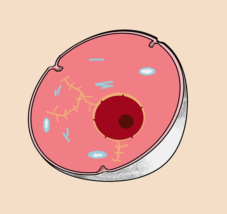 Cell Anatomy Medical - Free image on Pixabay
