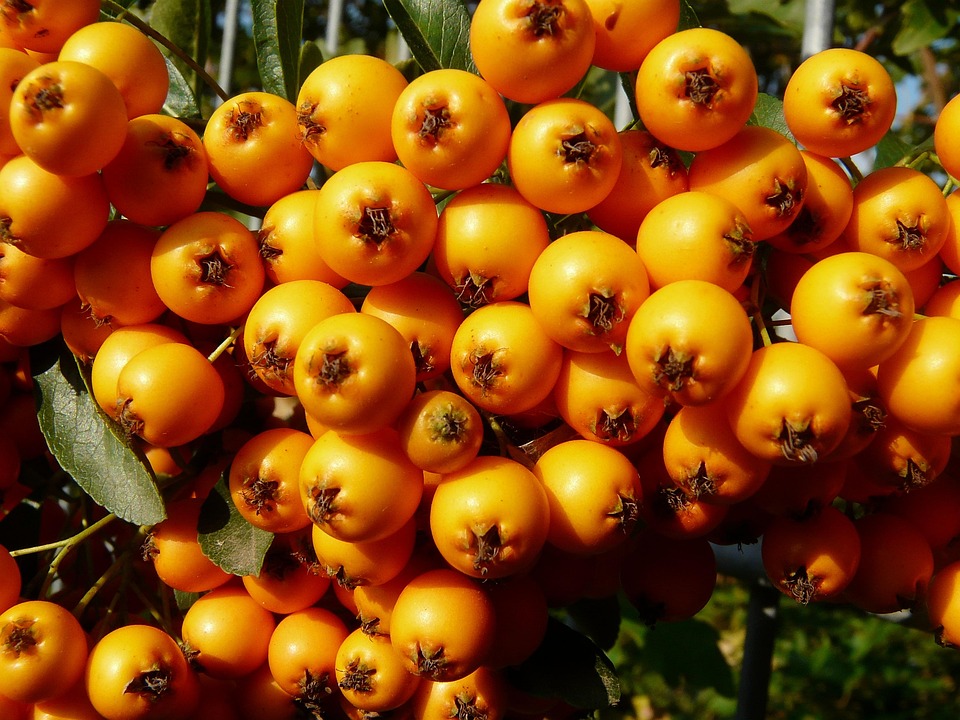 Firethorn Berry Shrub - Free photo on Pixabay - Pixabay