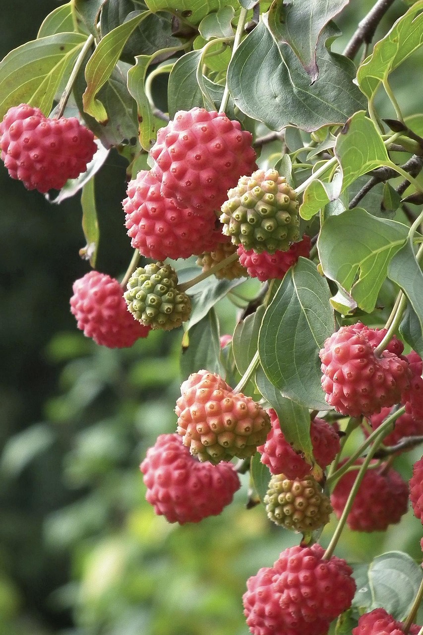 Cornus Fruit Moeilijk - Gratis foto op Pixabay - Pixabay