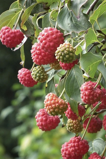 Cornus Fruta Difícil - Foto gratuita no Pixabay