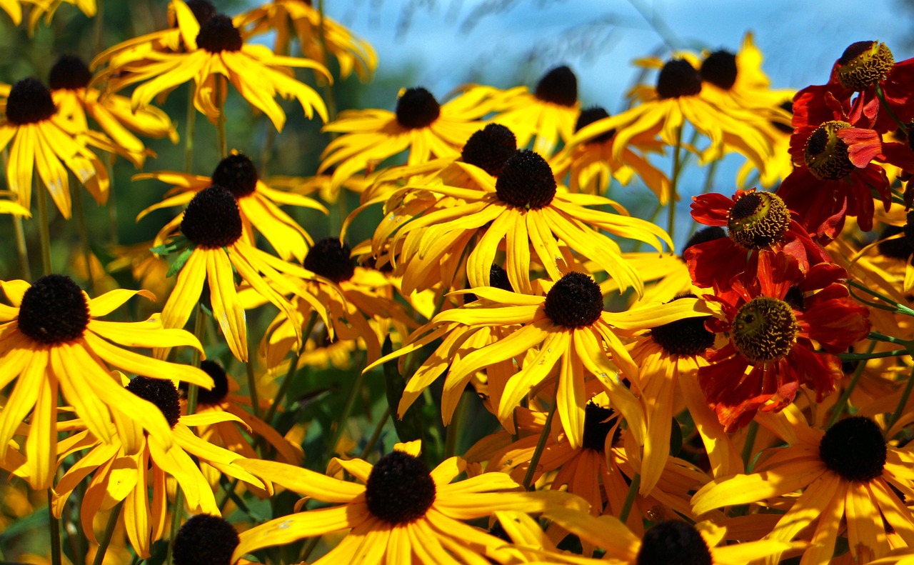 Blossoms Coneflower Flower - Free photo on Pixabay - Pixabay