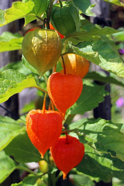 Lampion Flower Ornamental Plant - Free photo on Pixabay