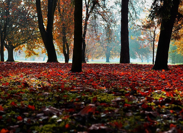 Automne La Nature De - Photo gratuite sur Pixabay - Pixabay