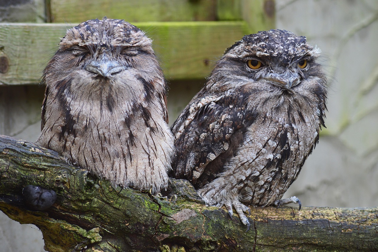 Australian Tawny Frogmouth - Free photo on Pixabay