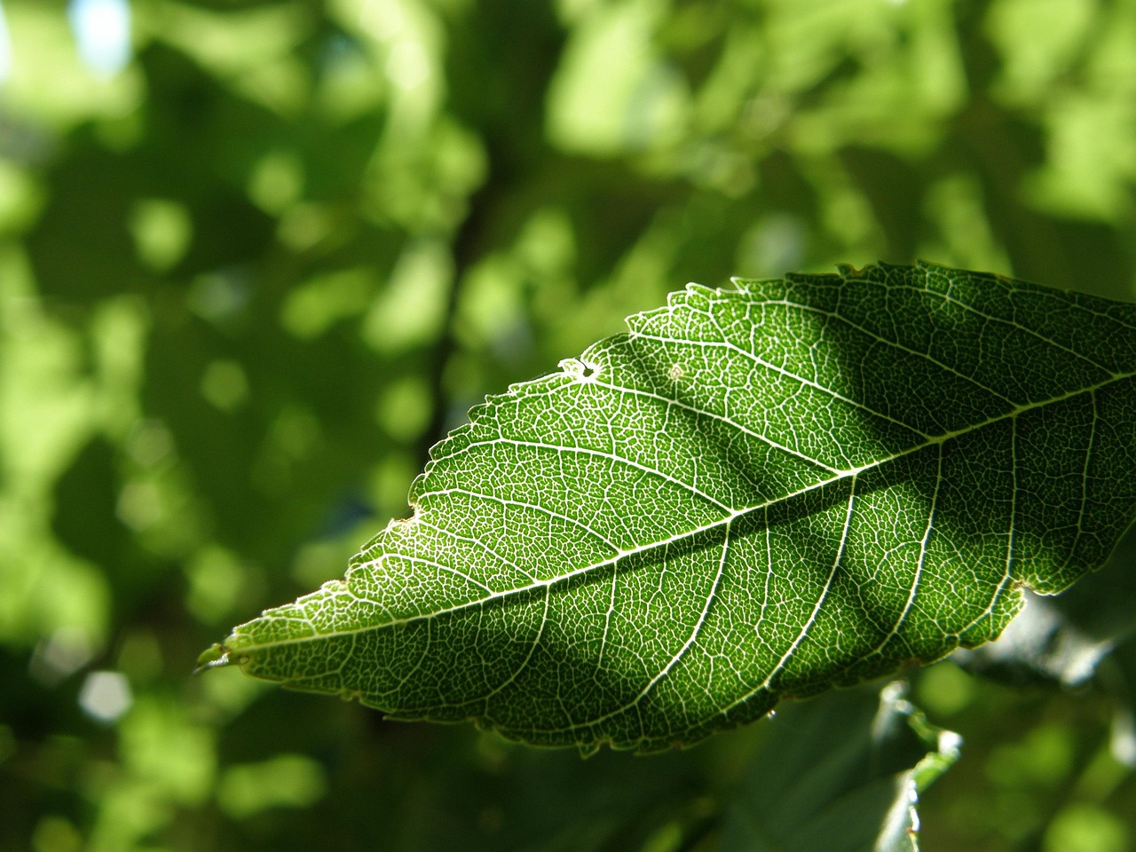Blade Leaf Photosynthesis Free Photo On Pixabay Pixabay
