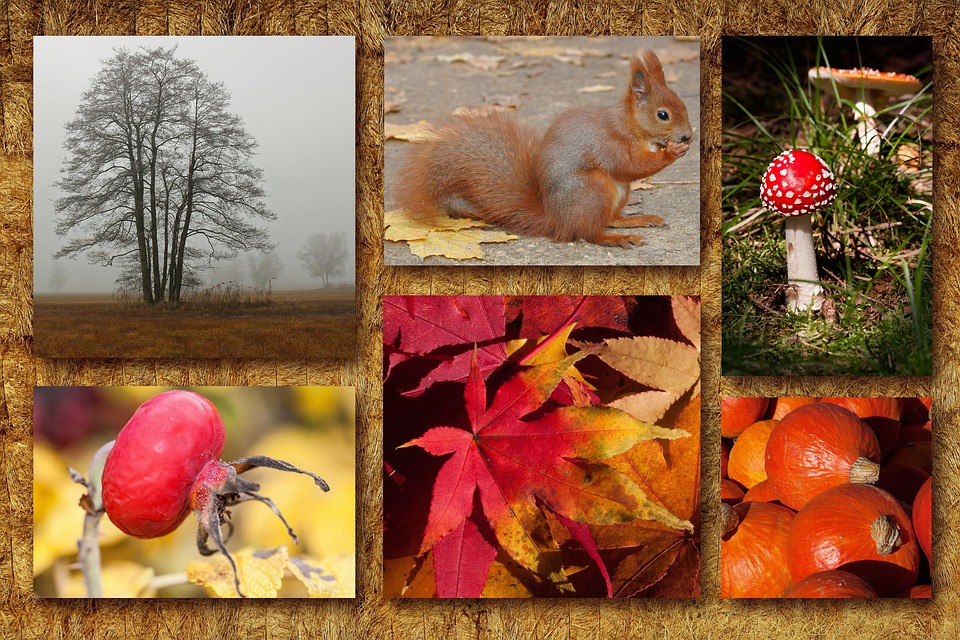 Fall Collage Autumn Mood - Free photo on Pixabay - Pixabay